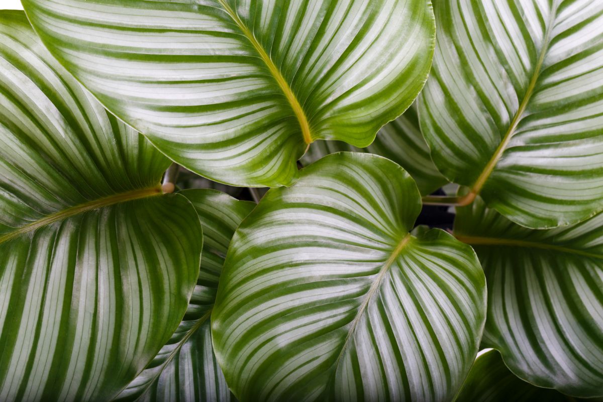 Types Of Calathea - 11 Most Beautiful And The Best Care Tips! - Plantisima