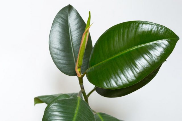 Why Are Rubber Plant Leaves Drooping? Causes And Solutions
