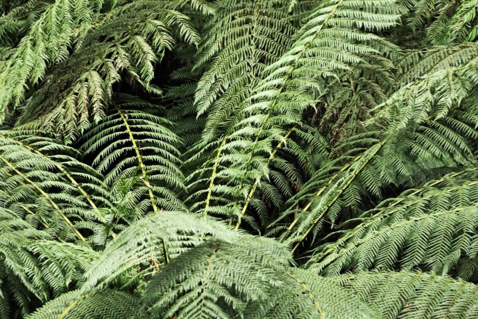 Add a Touch of Zen to Your Home with the Japanese Fern Tree - Plantisima