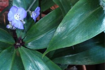 Blue Ginger Plant: Secret Scents Of Dichorisandra Thyrsiflora