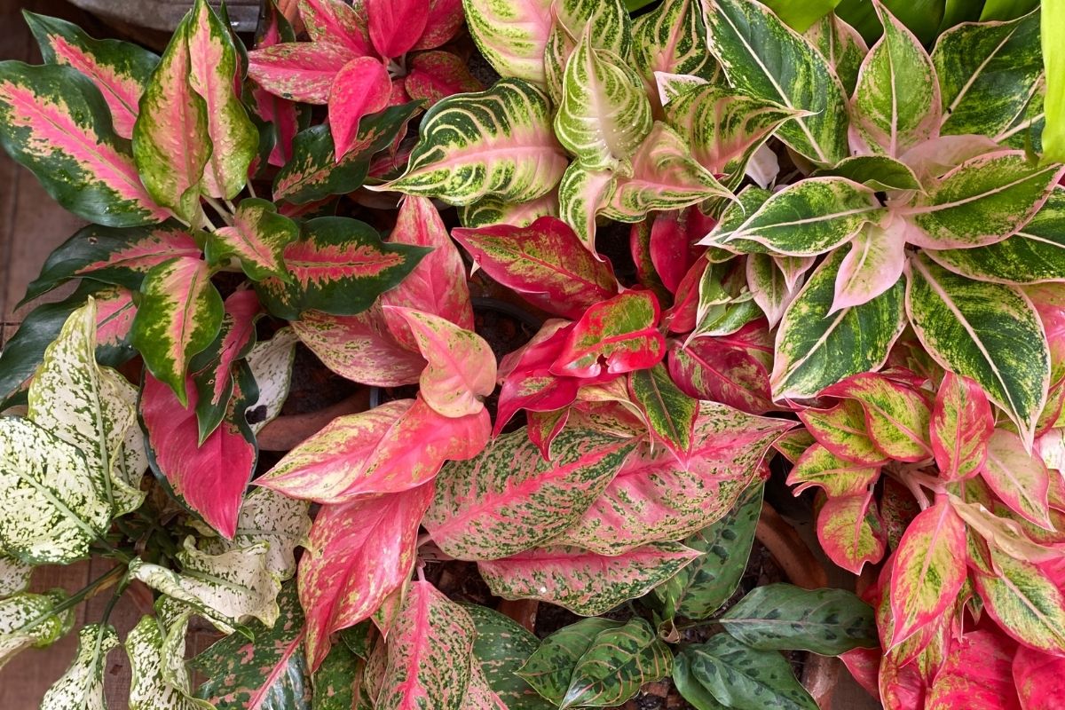 Aglaonema Varieties: A Guide For A Splendid Indoor Plant - Plantisima