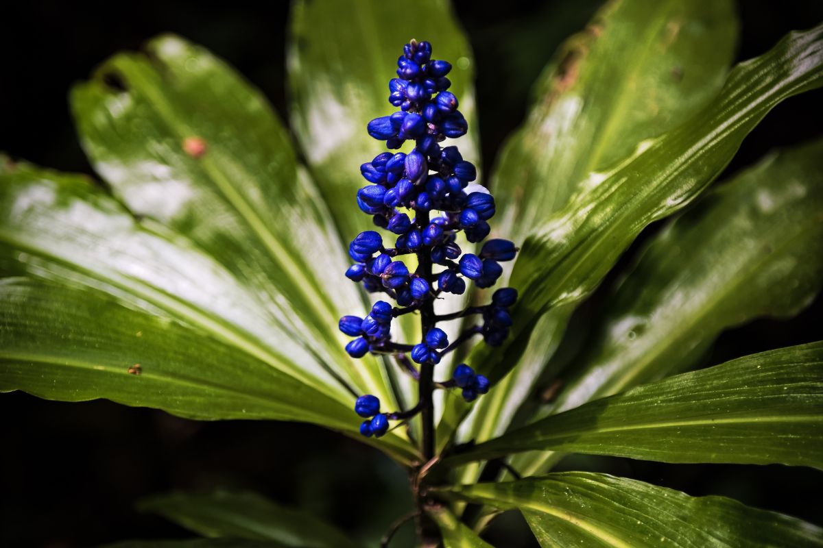 Blue Ginger Plant: Secret Scents Of Dichorisandra Thyrsiflora - Plantisima