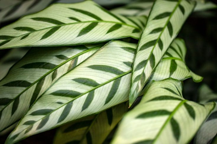 11 Jaw-Dropping Calathea Types You’ll Want in Your Home (And How to ...