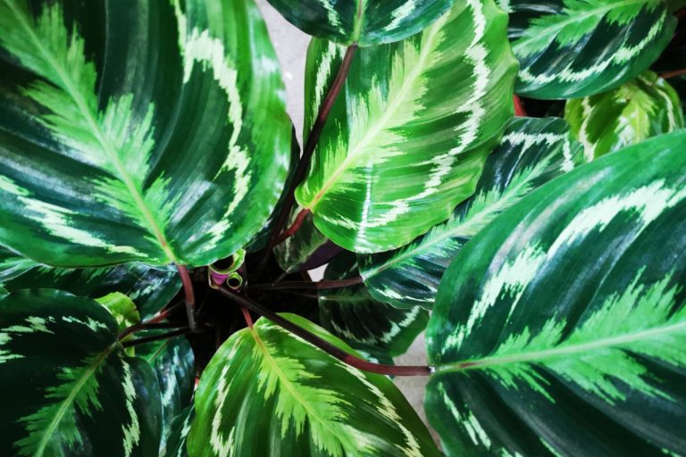 Types Of Calathea - 11 Most Beautiful And The Best Care Tips! - Plantisima