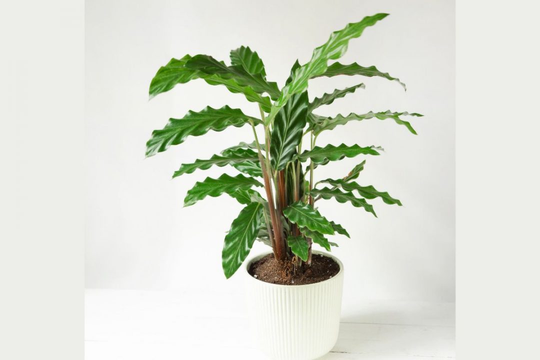 11 Jaw-Dropping Calathea Types You’ll Want in Your Home (And How to ...