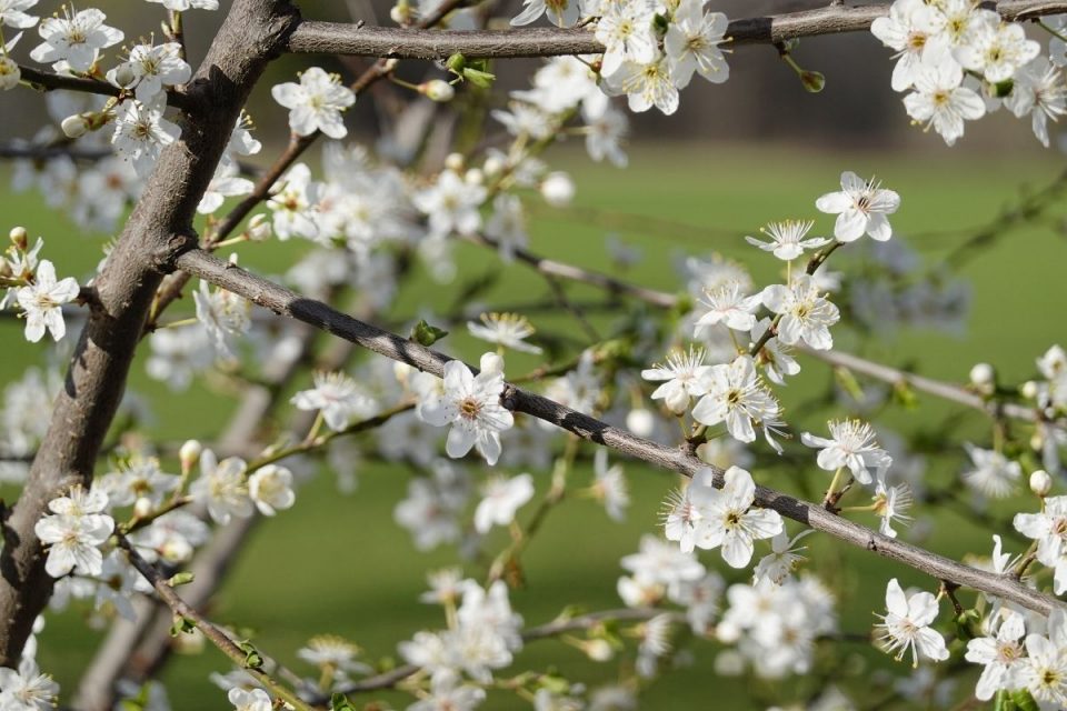 Top 10 Trees That Grace Your Garden with White Flowers - Plantisima