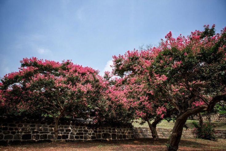 How to Properly Care for 7 Stunning Flowering Trees in Georgia