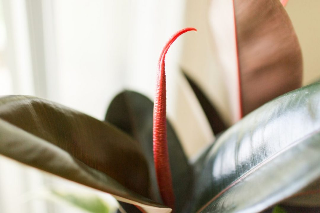 Ficus Elastica: The Classic Houseplant Is Back! - Plantisima