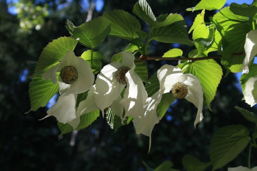 Top 10 Trees That Grace Your Garden with White Flowers - Plantisima
