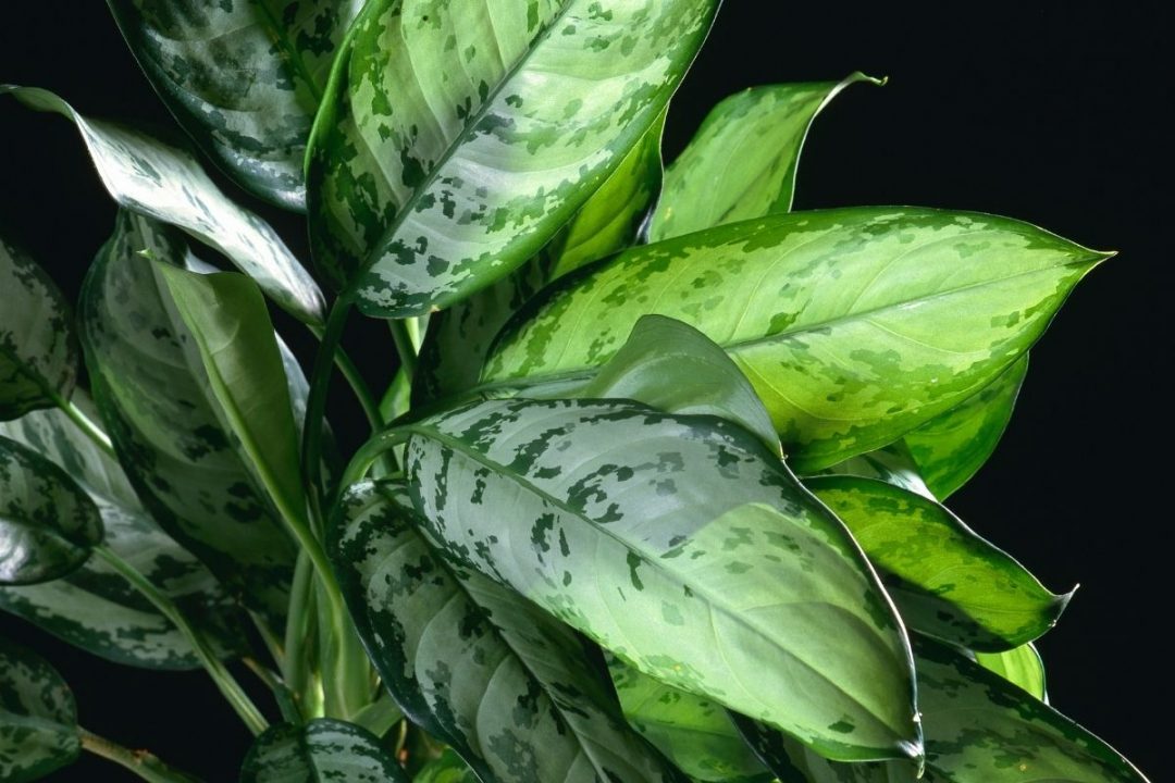 Aglaonema Varieties: A Guide For A Splendid Indoor Plant - Plantisima