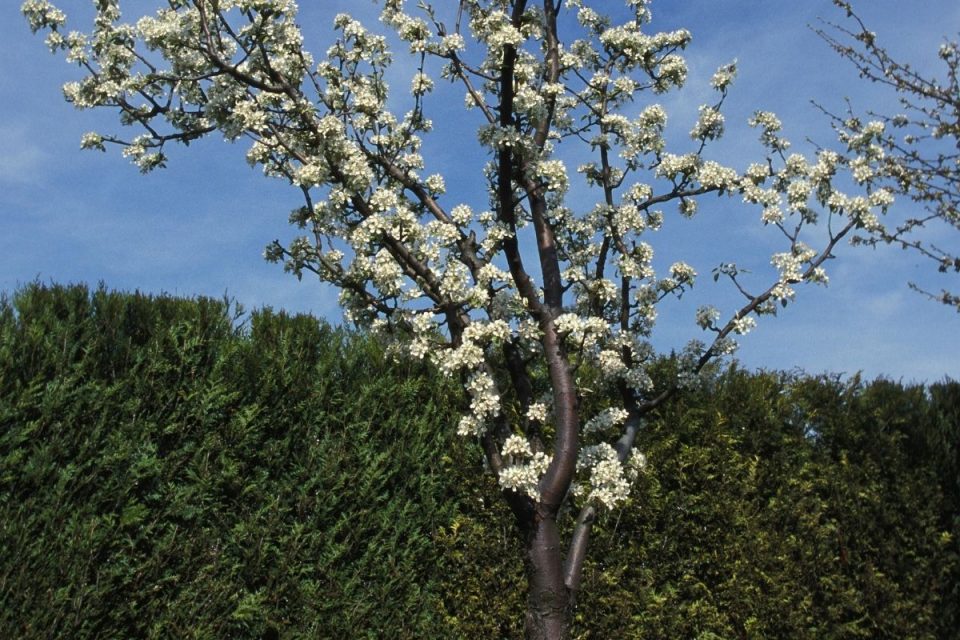 Top 10 Trees That Grace Your Garden with White Flowers - Plantisima