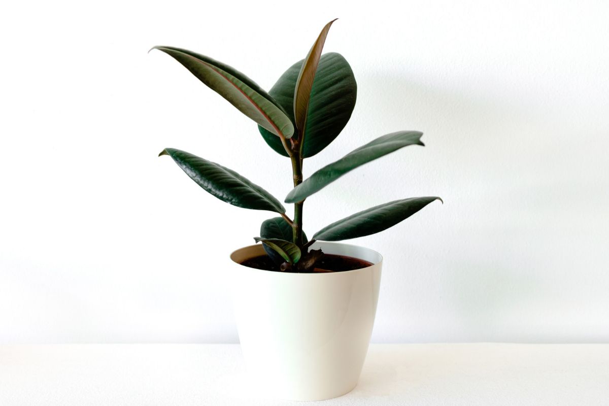 Ficus Elastica: The Classic Houseplant Is Back! - Plantisima