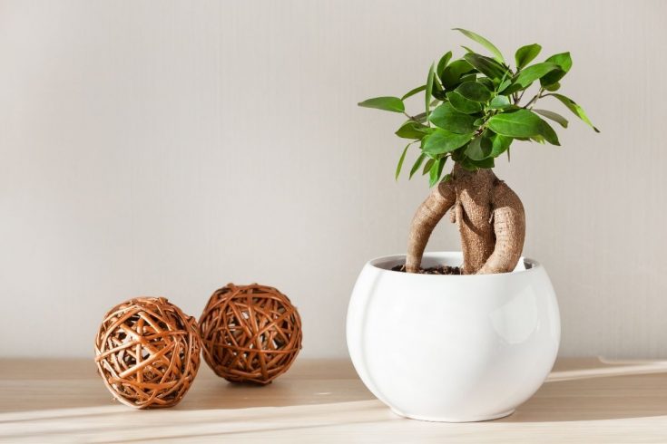 Ficus Plant Types: All About The Evergreen House Plant! - Plantisima