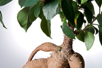 Ficus Plant Types: All About The Evergreen House Plant! - Plantisima