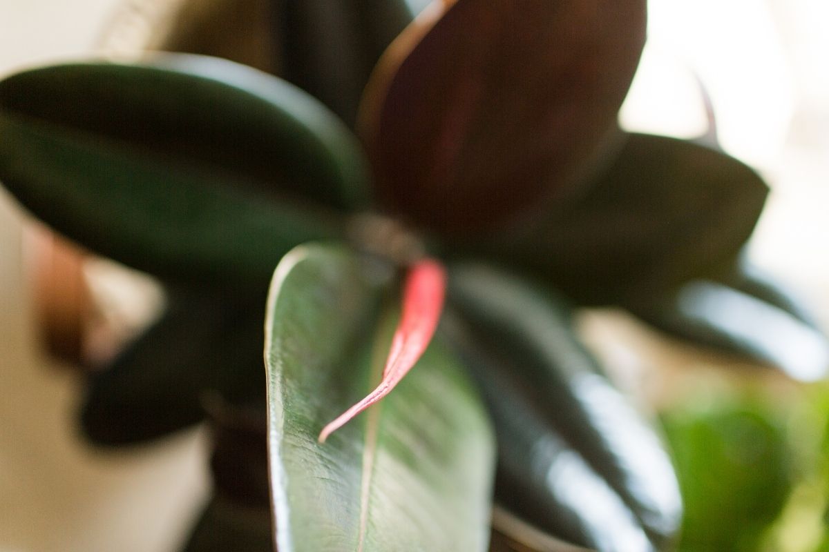 Ficus Plant Types: All About The Evergreen House Plant! - Plantisima