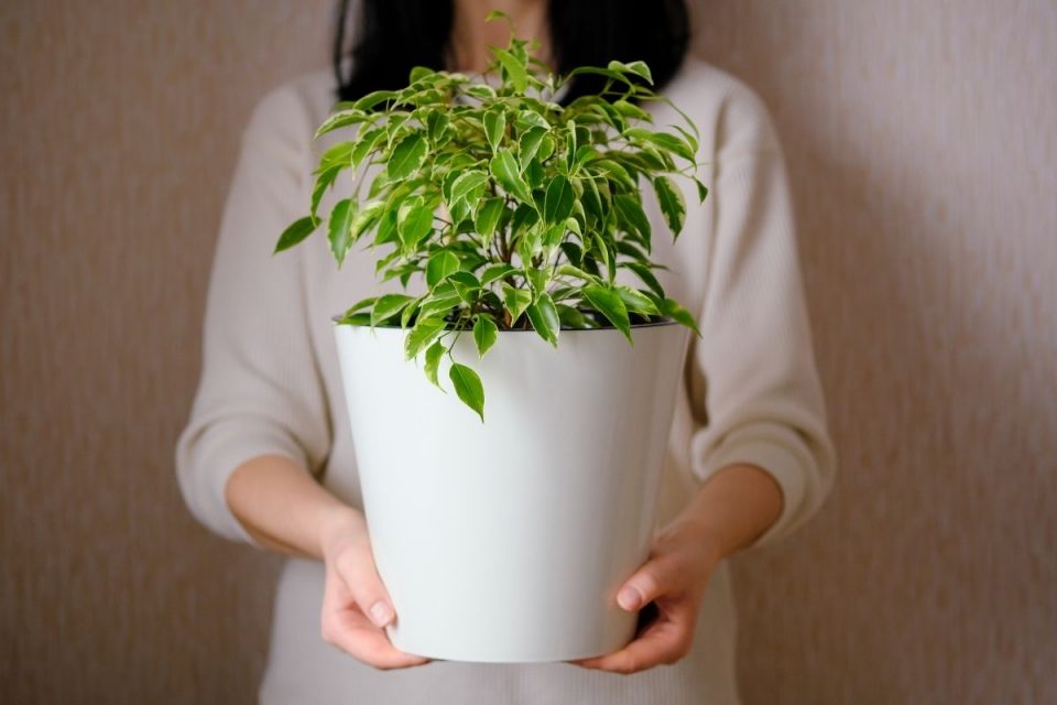 Ficus Plant Types: All About The Evergreen House Plant! - Plantisima