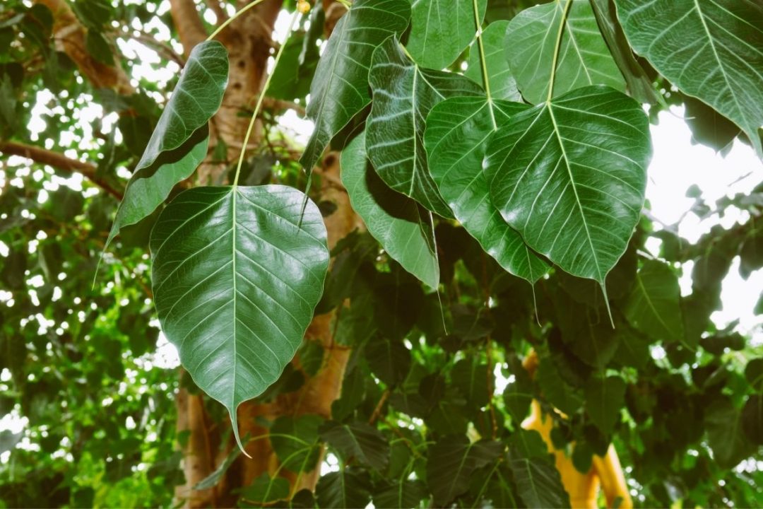 Ficus Plant Types: All About The Evergreen House Plant! - Plantisima