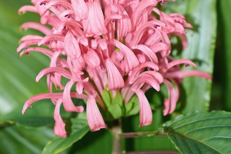 Ficus Plant Types: All About The Evergreen House Plant! - Plantisima