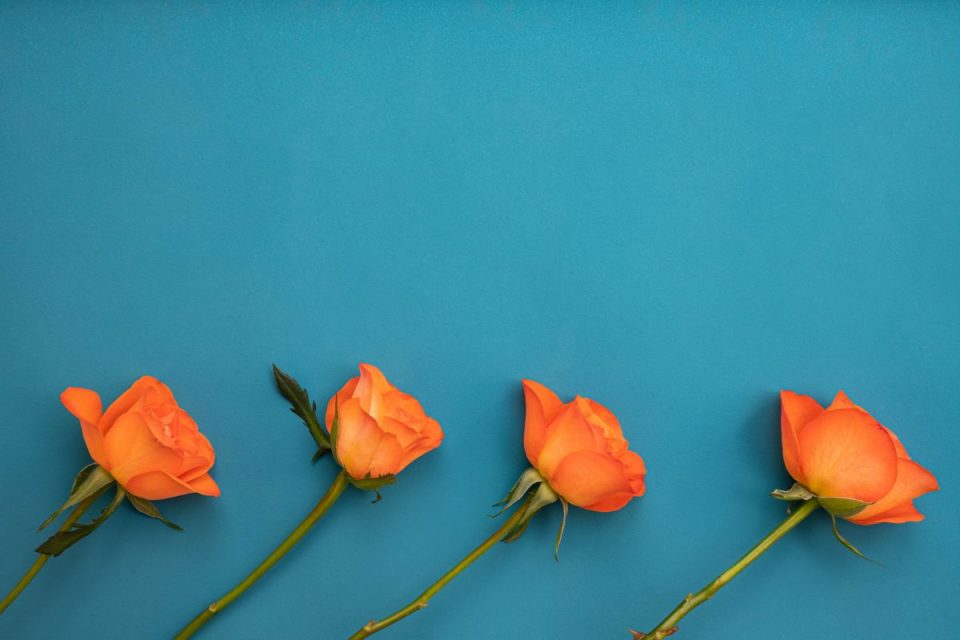 Why Orange Roses Are the Perfect Flower for Passion and Energy