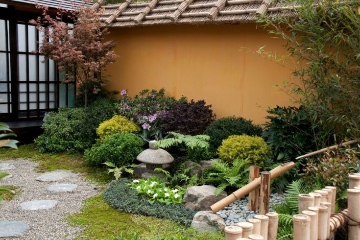 Japanese Fern Tree: Evergreen Plant For Your Home - Plantisima