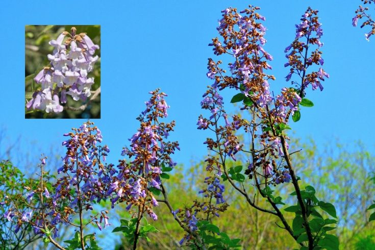 Tree With Purple Flowers: About Lovely Flowering Trees - Plantisima