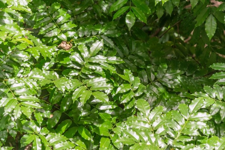 Ficus Plant Types: All About The Evergreen House Plant! - Plantisima