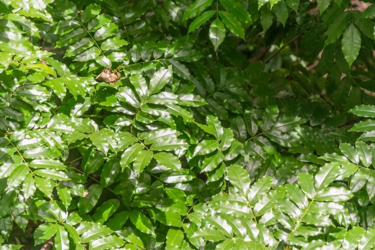 Ficus Plant Types: All About The Evergreen House Plant! - Plantisima