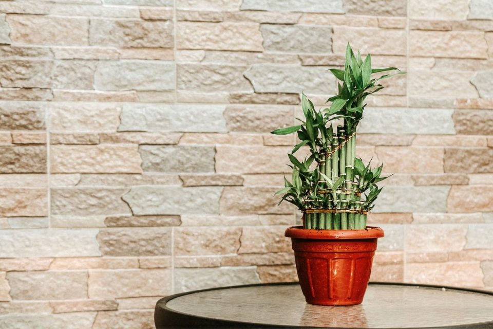 9 Feng Shui Plants That Add Positive Energy to Your Home - Plantisima