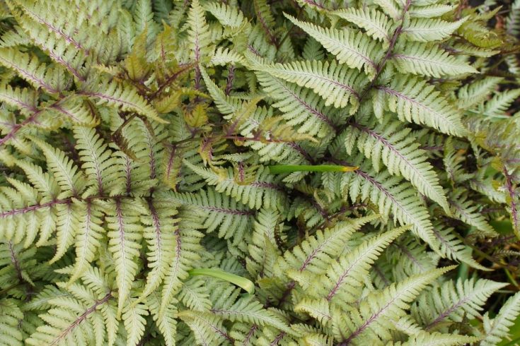 Add a Touch of Zen to Your Home with the Japanese Fern Tree - Plantisima