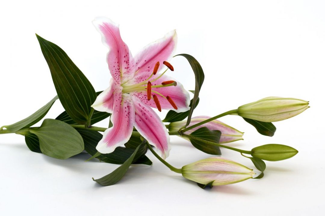 5 Types of Lilies Each with Its Own Unique Meaning - Plantisima