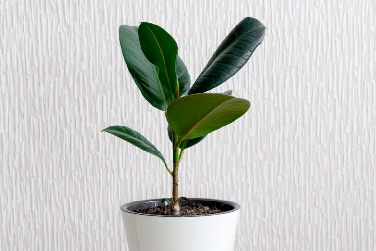 Ficus Elastica: The Classic Houseplant Is Back! - Plantisima
