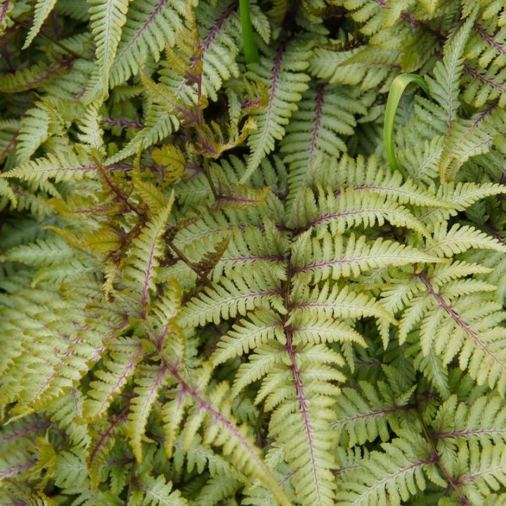 japanese fern tree Archives - Plantisima