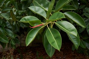 Ficus Elastica: The Classic Houseplant Is Back! - Plantisima