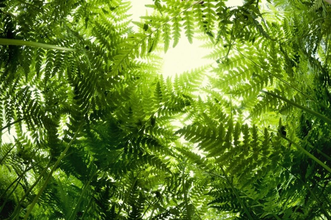 Add a Touch of Zen to Your Home with the Japanese Fern Tree - Plantisima