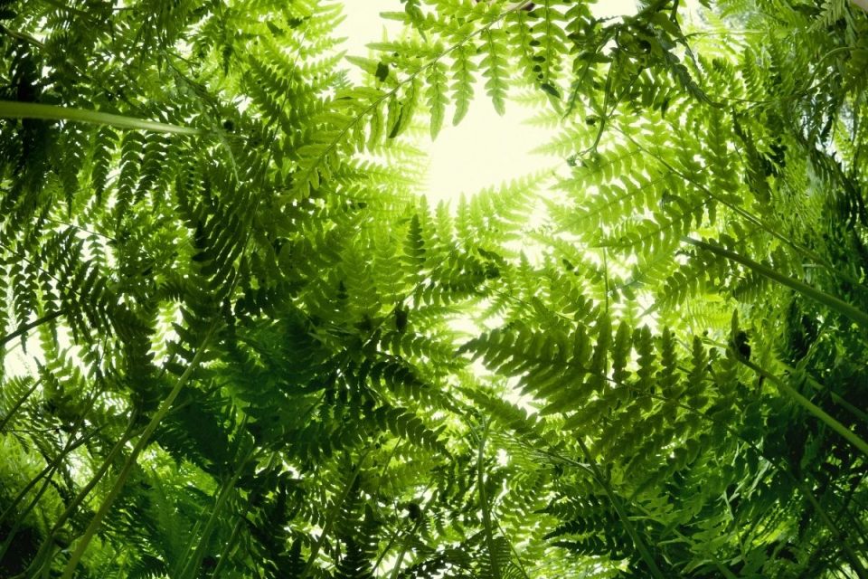 Add a Touch of Zen to Your Home with the Japanese Fern Tree - Plantisima