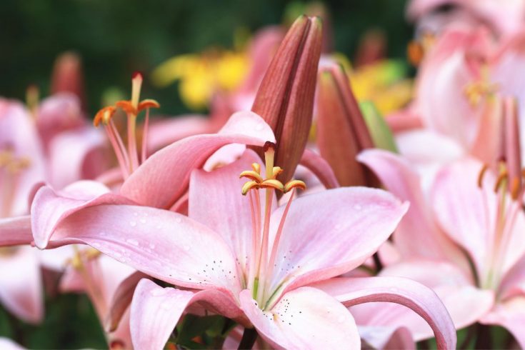 5 Types of Lilies Each with Its Own Unique Meaning - Plantisima