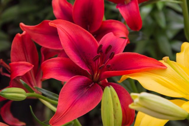 Types Of Lilies And Their Meanings: Real Meaning Of The Beauty ...