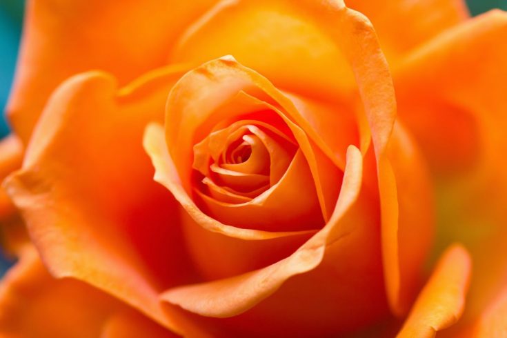 Why Orange Roses Are the Perfect Flower for Passion and Energy