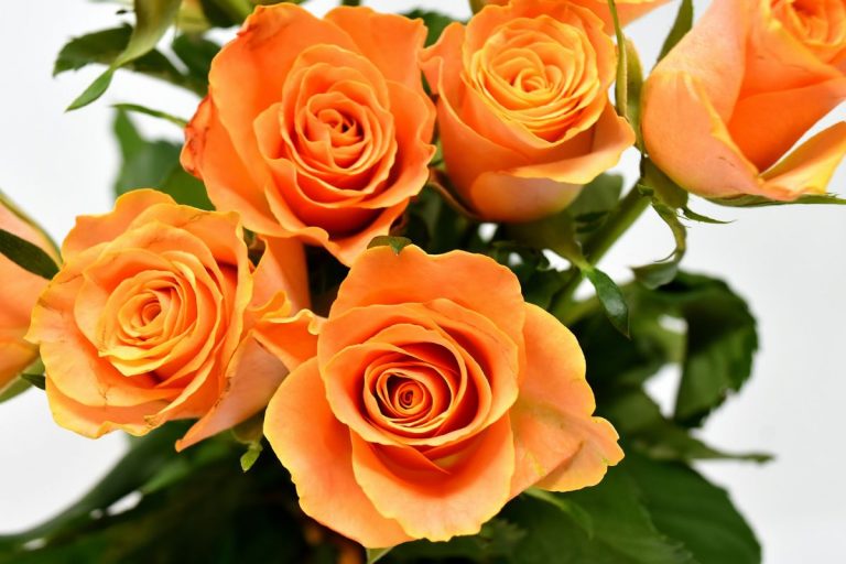 Why Orange Roses Are the Perfect Flower for Passion and Energy
