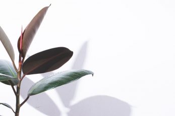 Ficus Elastica: The Classic Houseplant Is Back! - Plantisima