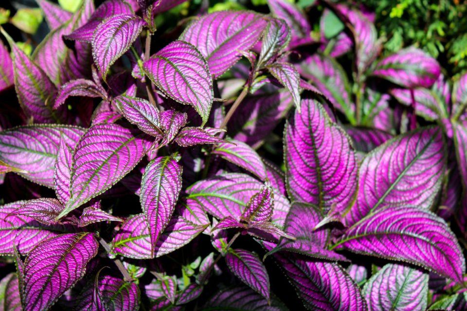 Purple House Plants: Bring Floral Colors To Your Home - Plantisima