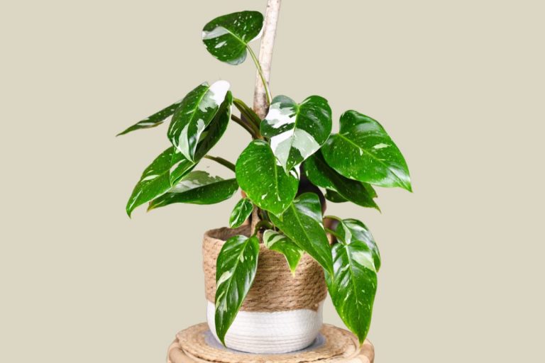 White Knight Philodendron A Noble Plant Worthy of Royal Care - Plantisima