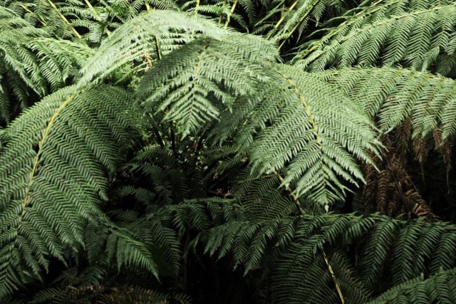 Japanese Fern Tree: Evergreen Plant For Your Home - Plantisima