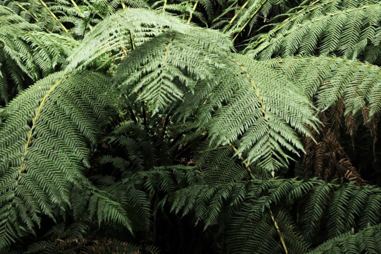 Add a Touch of Zen to Your Home with the Japanese Fern Tree - Plantisima