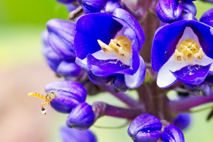 Blue Ginger Plant: Secret Scents Of Dichorisandra Thyrsiflora