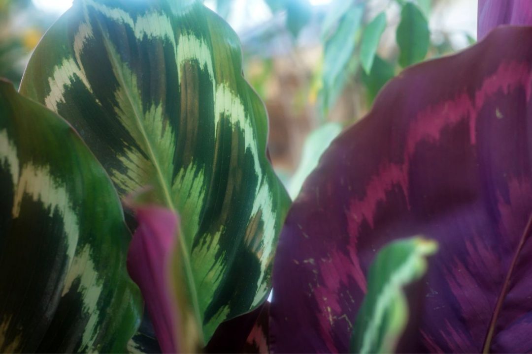 Purple House Plants: Bring Floral Colors To Your Home - Plantisima