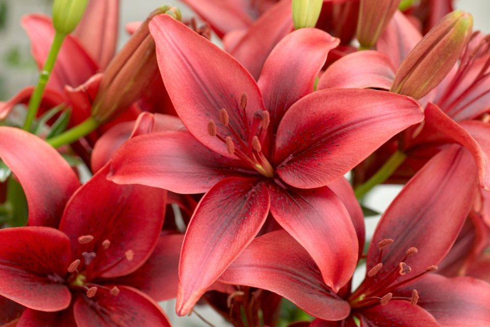 5 Types of Lilies Each with Its Own Unique Meaning - Plantisima