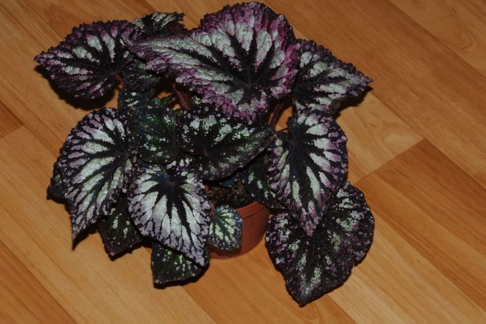 Purple House Plants: Bring Floral Colors To Your Home - Plantisima