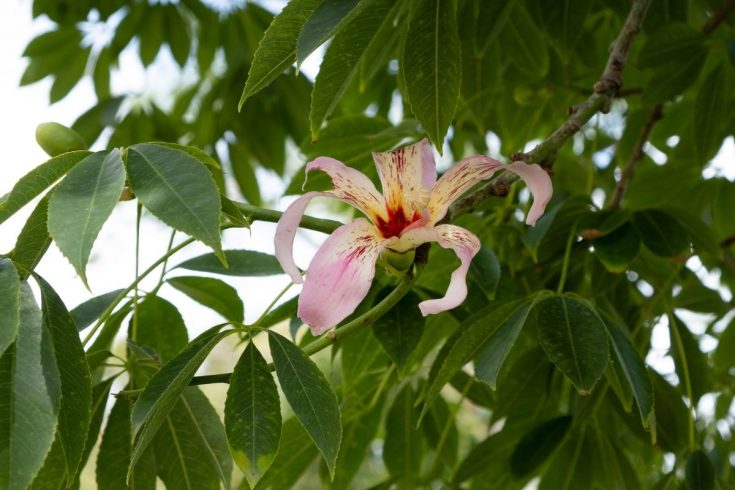 Tree With Purple Flowers: About Lovely Flowering Trees - Plantisima