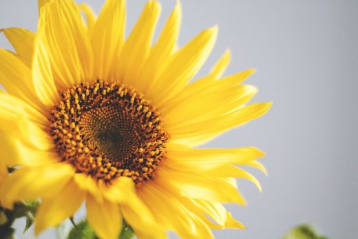 Sunflower Symbolism: Real Meaning Behind Yellow Petals Beauty!